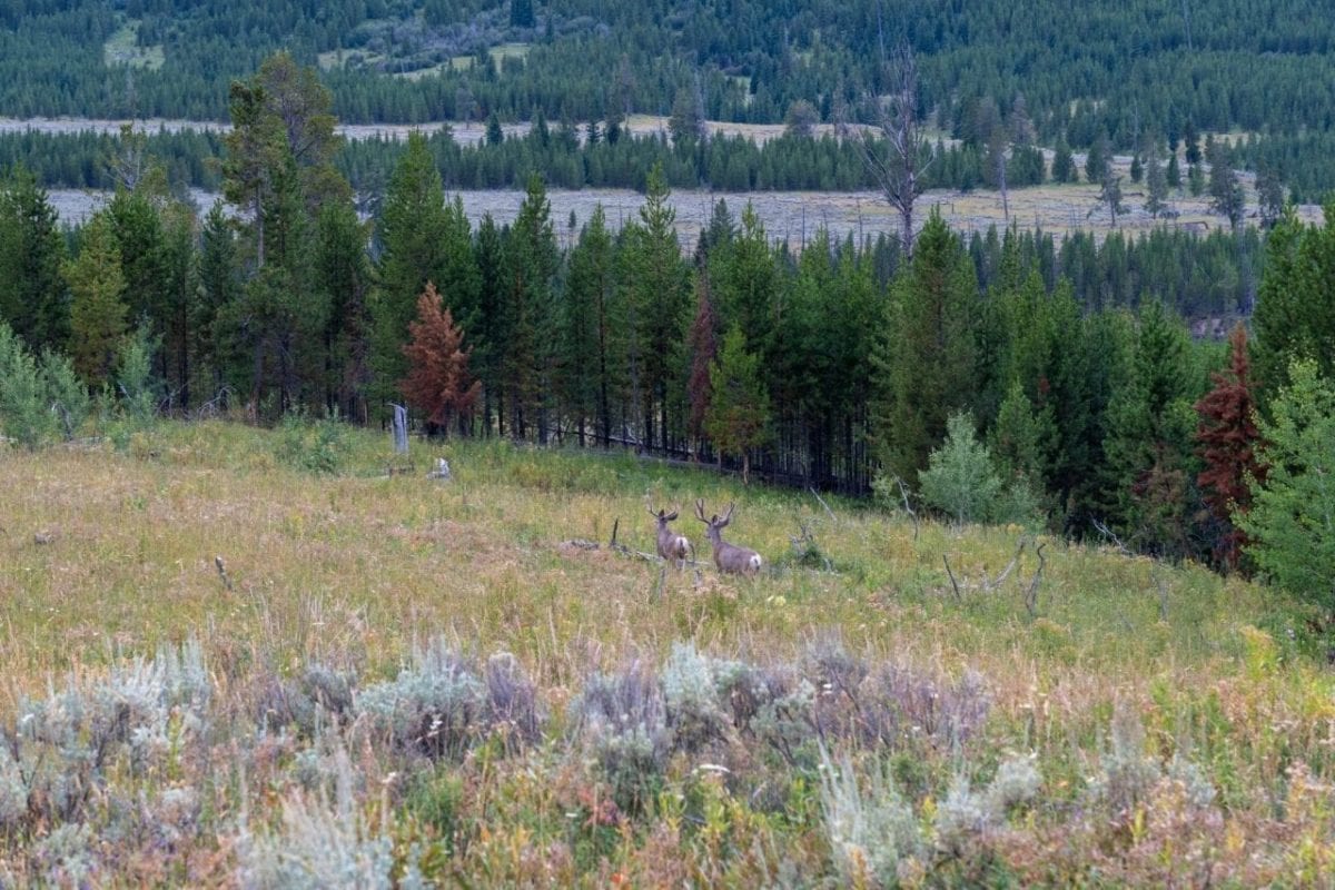 Viewing Wildlife In Lamar Valley, Yellowstone | Outdoorsome