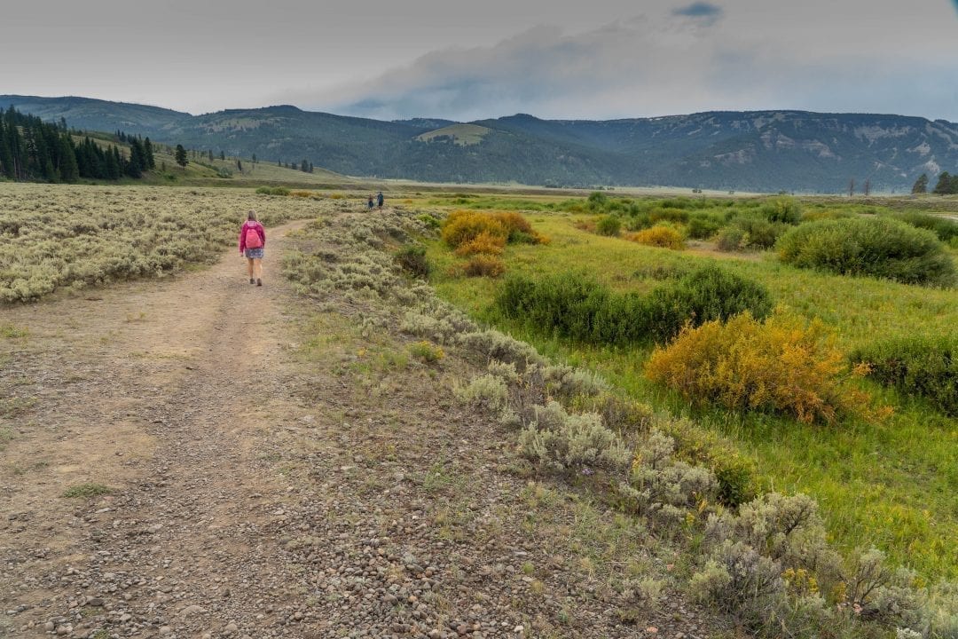 Viewing Wildlife In Lamar Valley, Yellowstone | Outdoorsome